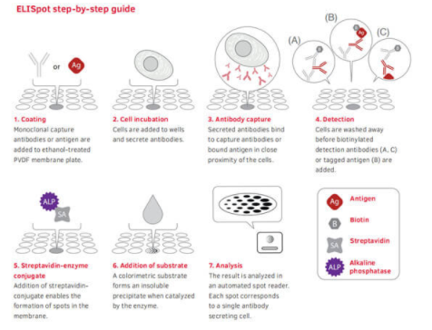 Mabtech B细胞ELISpot研究，发表过多篇文章 - 知乎