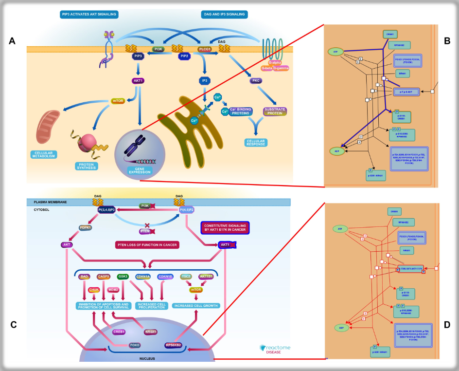 顶刊精读 | The Reactome Pathway Knowledgebase 2024 - 知乎