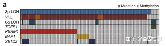 VHL基因突变与肾癌 - 知乎