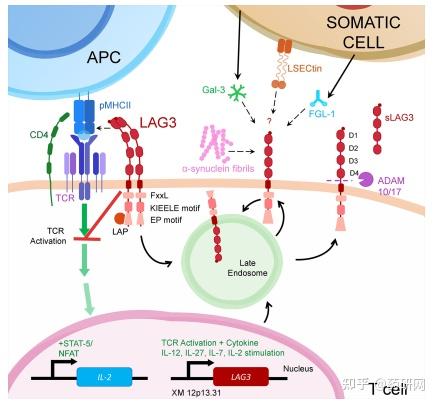 LAG-3：从分子功能到临床应用 - 知乎