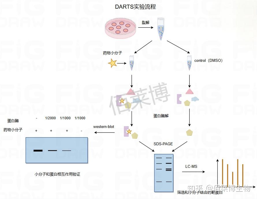 无标记药物筛选靶蛋白：DARTS实验技术 - 知乎