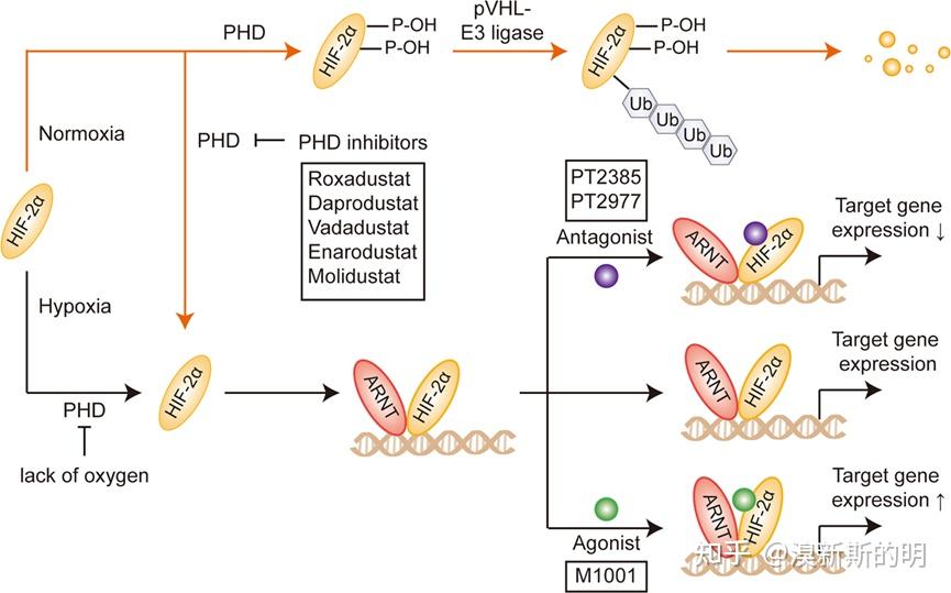 靶向“不可成药”转录因子的当前策略与进展 - 知乎