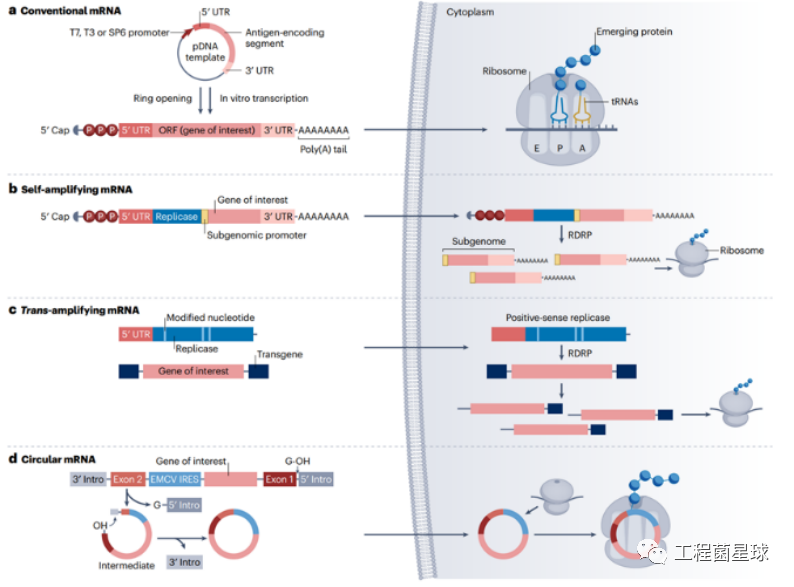 【耀文解读】一文读懂|不同IVT RNA(mRNA, saRNA, circRNA)的差异 - 知乎