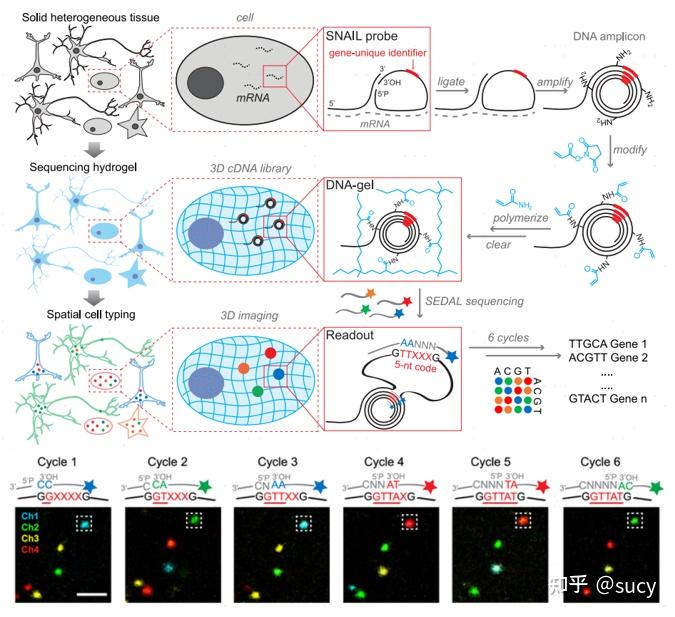 原位检测技术 - 知乎