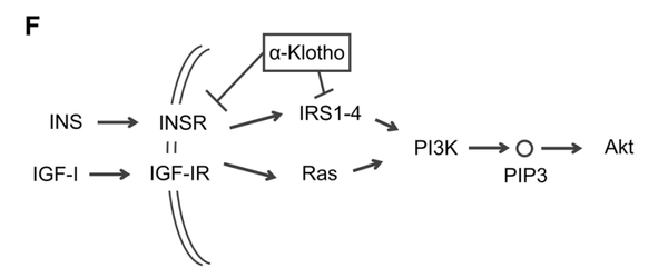 NC（IF17）! 蛋白质组学揭示软骨老化的关键蛋白及相关机制 - 知乎