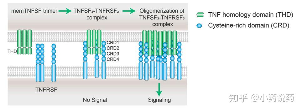 TNFRSF激动剂抗体：FcγRIIB交联的作用 - 知乎