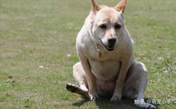 狗狗肛门腺是什么？多久挤一次，不挤会有什么后果？ 知乎 6923
