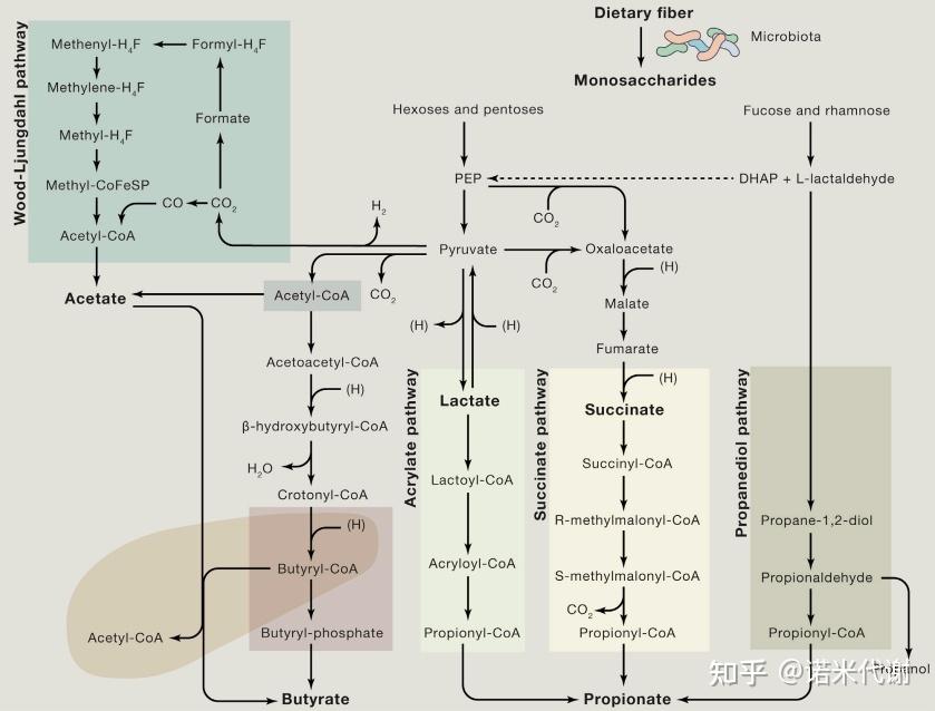 【短链脂肪酸专题】SCFAs为何成为影响机体健康的“关键物质”？ - 知乎
