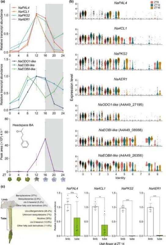 New Phytol | 野生烟草花冠细胞的单细胞RNA测序揭示花香的生物合成途径 - 知乎