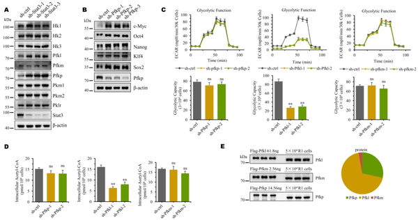 EMBO Reports︱郑州大学吴缅/邵凤民/安徽医科大学吴缅团队发现血小板型磷酸果糖激酶PFKP作为蛋白激酶调控mESC胚系分化 - 知乎