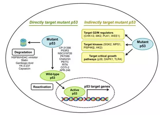 抑癌基因P53——你若安好，便是晴天 - 知乎