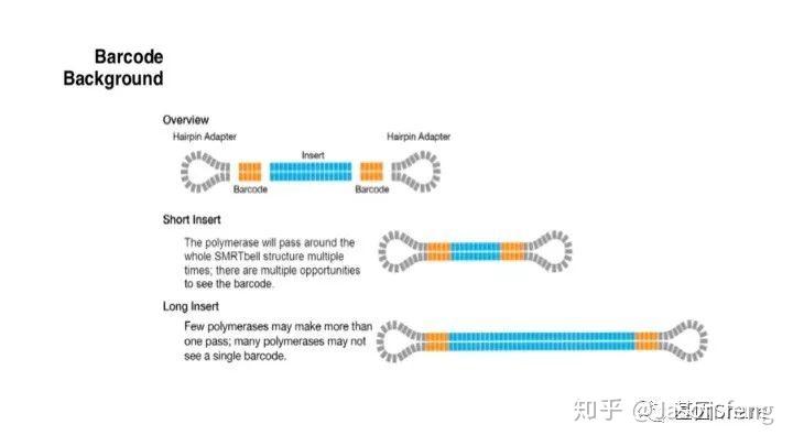 Pacbio测序原理以及SMRT bell文库构建流程简述 - 知乎