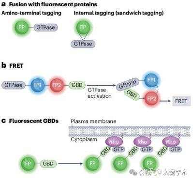 重要综述！细胞信号传导蛋白——Rho GTPases - 知乎