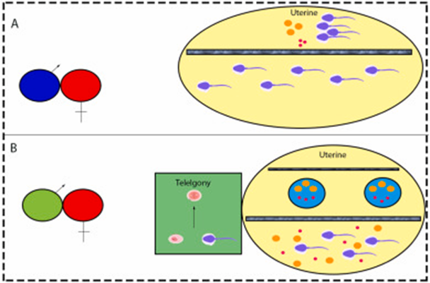 关于Telegony（先父遗传）的一些东西 - 知乎