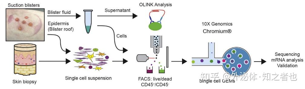 外泌体Olink应用攻略：一文学习如何正确使用外泌体Olink技术 - 知乎