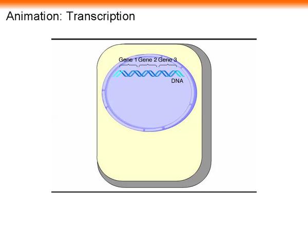 Campbell Biology 坎贝尔生物学 第17章 基因表达 - 知乎