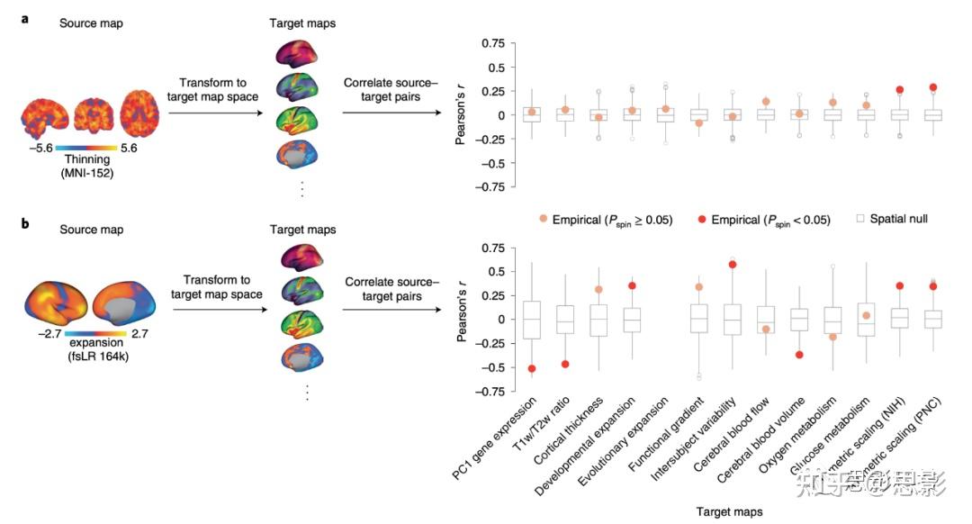 Neuromaps: 大脑结构和功能的图解 - 知乎