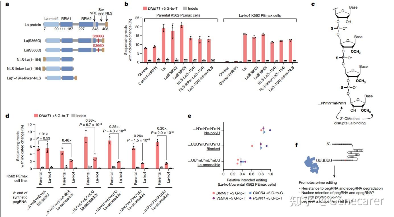 PE7(Primer editor 7)显著提高先导编辑效率！！ - 知乎