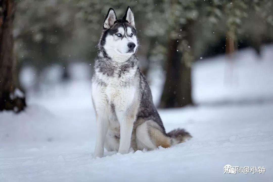 二哈的多样生活 - 知乎