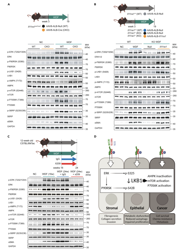 Cell新子刊丨WB含量100%丨IL-11新作用 - 知乎