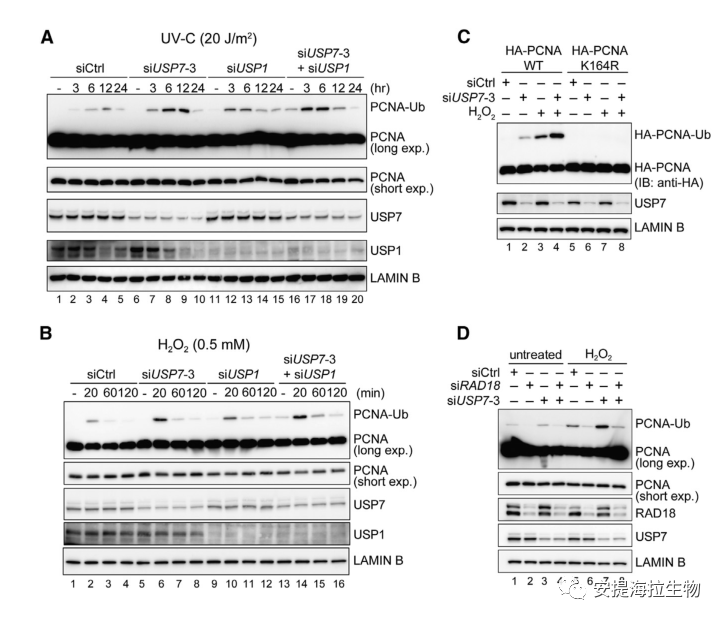 USP7是人类细胞中PCNA泛素化和氧化应激诱导突变的抑制因子 - 知乎