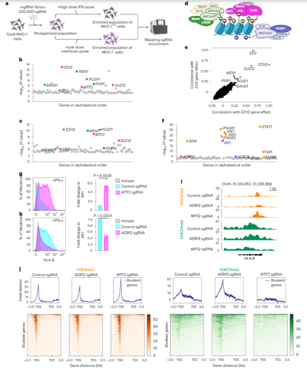 Nat Cell Bio | 靶向Menin打开免疫基因，更好治疗多种癌症 - 知乎