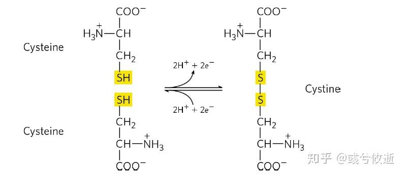Chapter 3 3.1 Amino Acids - 知乎