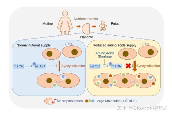 PNAS | 王雁玲团队揭示胎盘滋养层细胞应对妊娠期营养缺乏的机制 - 知乎