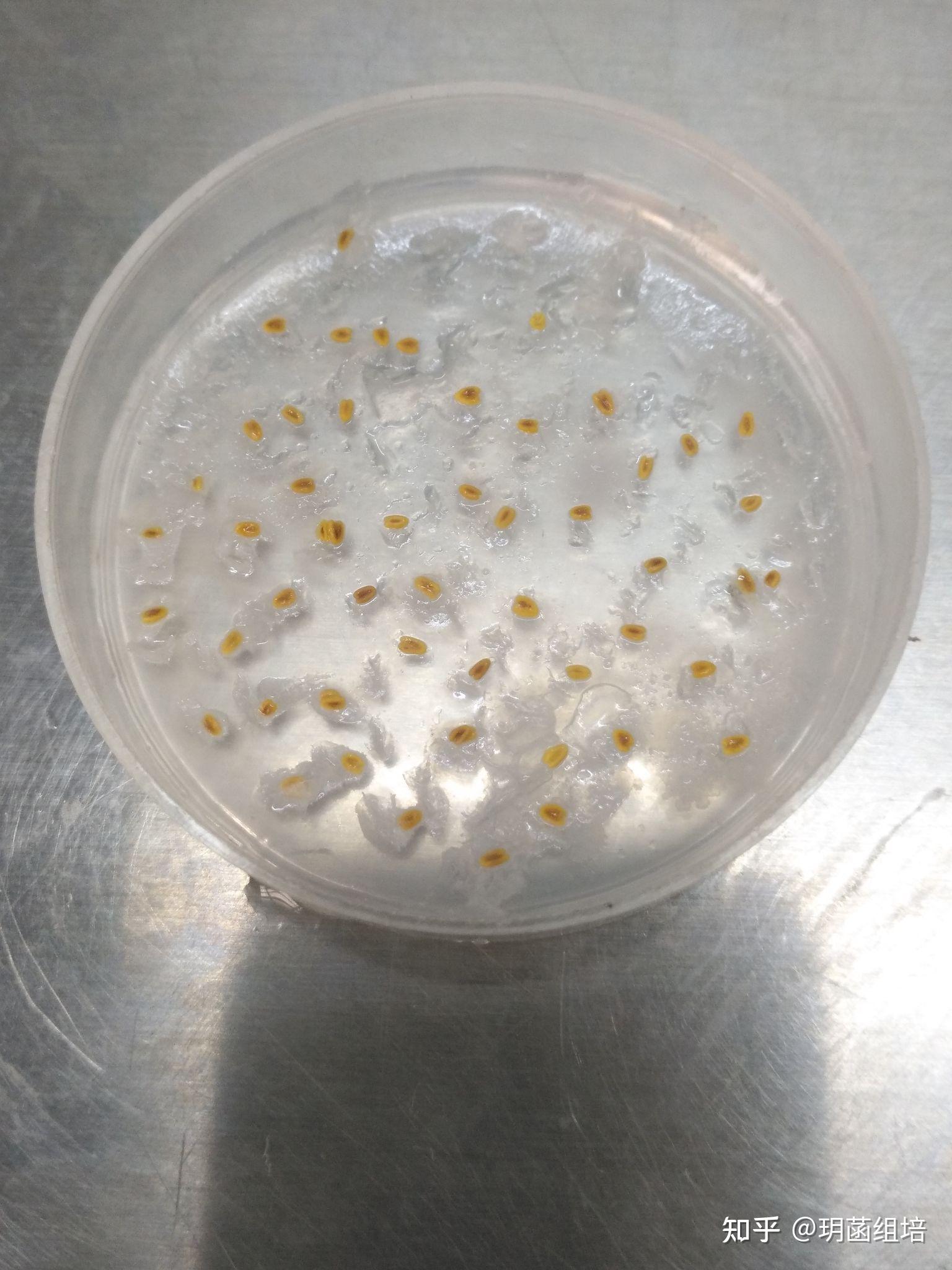 草莓花药组织培养的实践 知乎