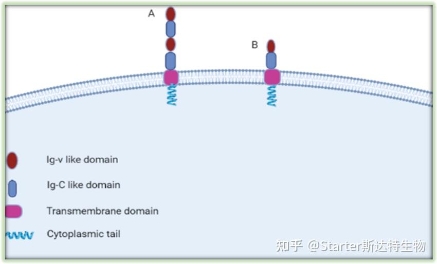 B7-H3：肿瘤免疫治疗热门靶点 - 知乎