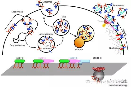 独辟蹊径-EV新风向—大囊泡MV研究进展和思路--上篇 - 知乎