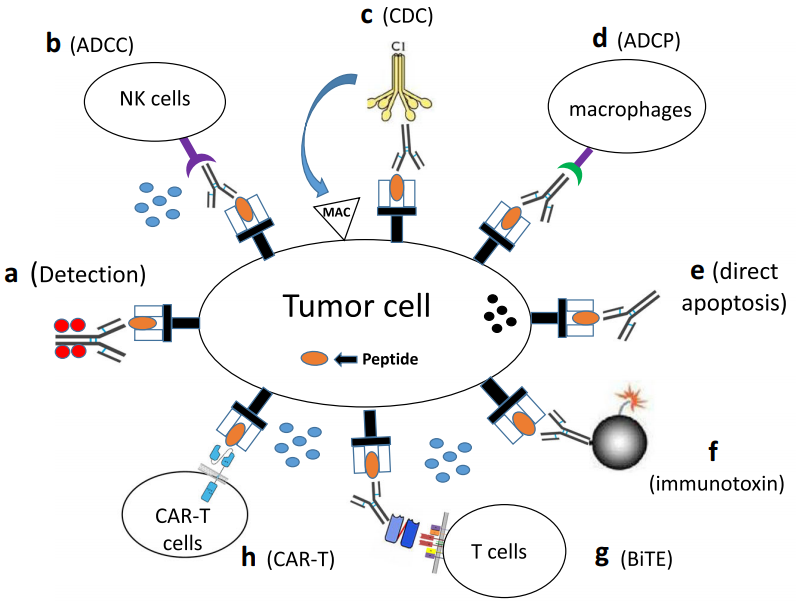 TCRm抗体专题|认识TCRm抗体及其作用方式 - 知乎