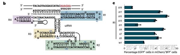 基于工程化改造的IscB-nickase的小型化碱基编辑器开发 - 知乎