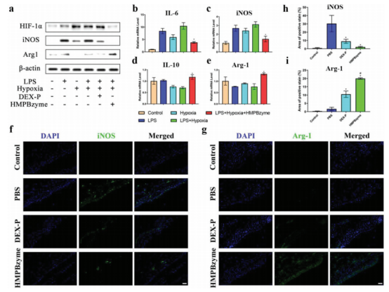 文献解读：骨关节炎治疗或有新希望？生物可降解HMBP酶大有潜力！ - 知乎