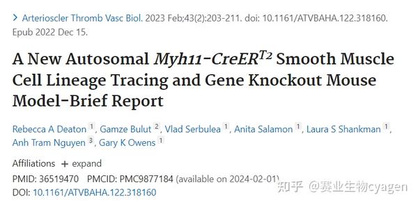 弗吉尼亚大学发现全新Myh11-CreERT2-RAD小鼠可作为平滑肌细胞研究的新工具 - 知乎