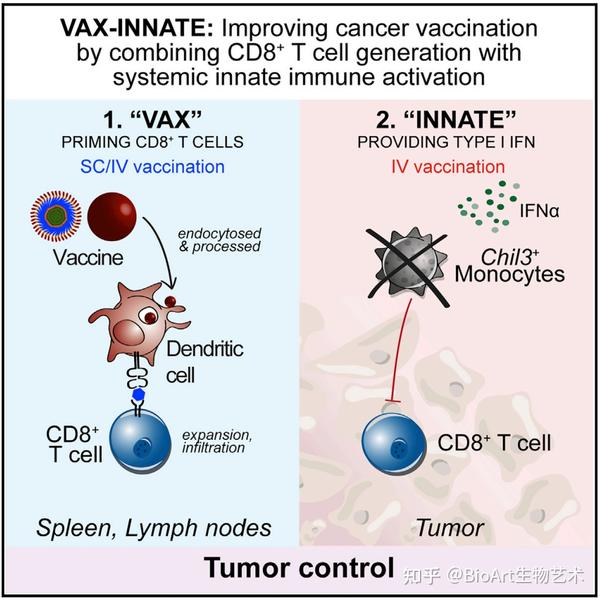 Cell | 癌症患者福音：抗癌疫苗双重作用 - 知乎