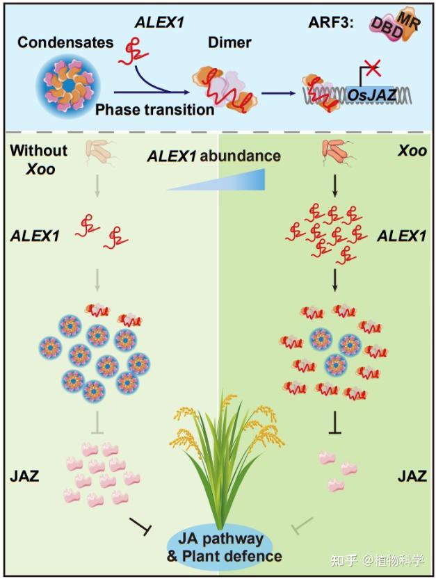 中山大学陈月琴和广东省农科院于洋合作解析lncRNA ALEX1介导蛋白质相变调节水稻抗病性的新机制 - 知乎