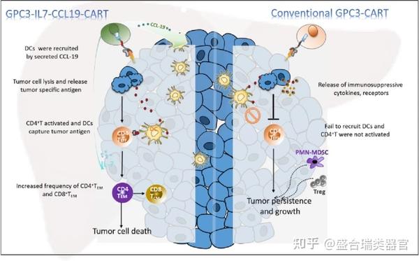 新发现！原代HCC类器官共培养技术，揭示GPC3-7-19-CAR-T细胞疗效 - 知乎