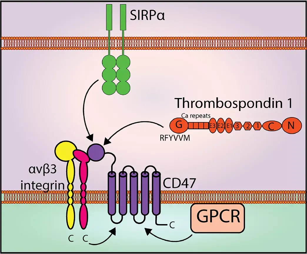 正大天晴CD47单抗TQB2928临床申请获受理 - 知乎