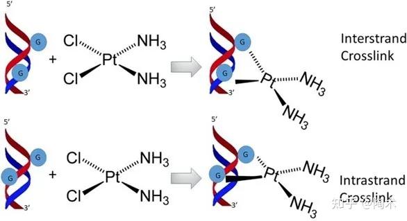 DNA 交联剂——顺铂（Cisplatin）【TargetMol】 - 知乎
