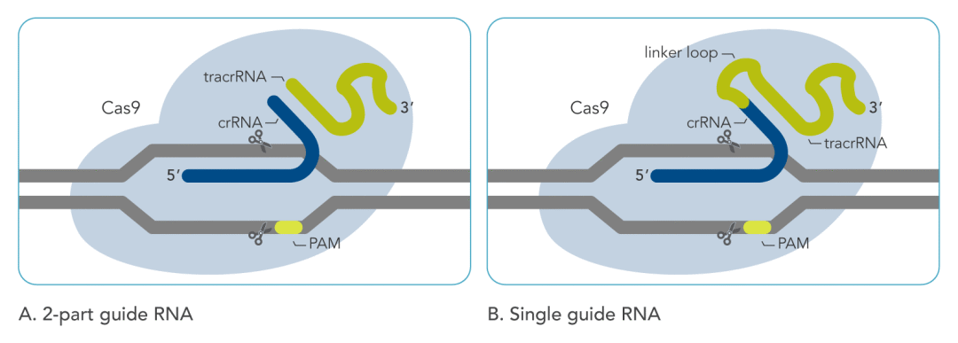 SPRI经典磁珠｜逆转录/体外转录/RNA-Seq纯化方案 - 知乎