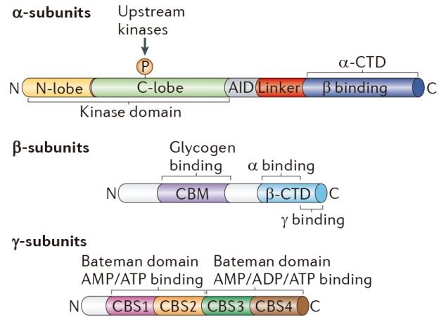 图说AMPK及其信号通路的功能 - 知乎