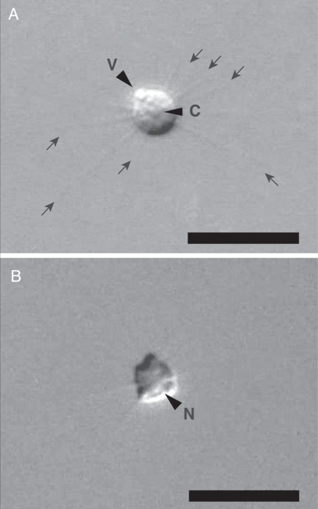 【古菌域全系列14】隐藻界Cryptista：隐于世间而影响世界 - 知乎