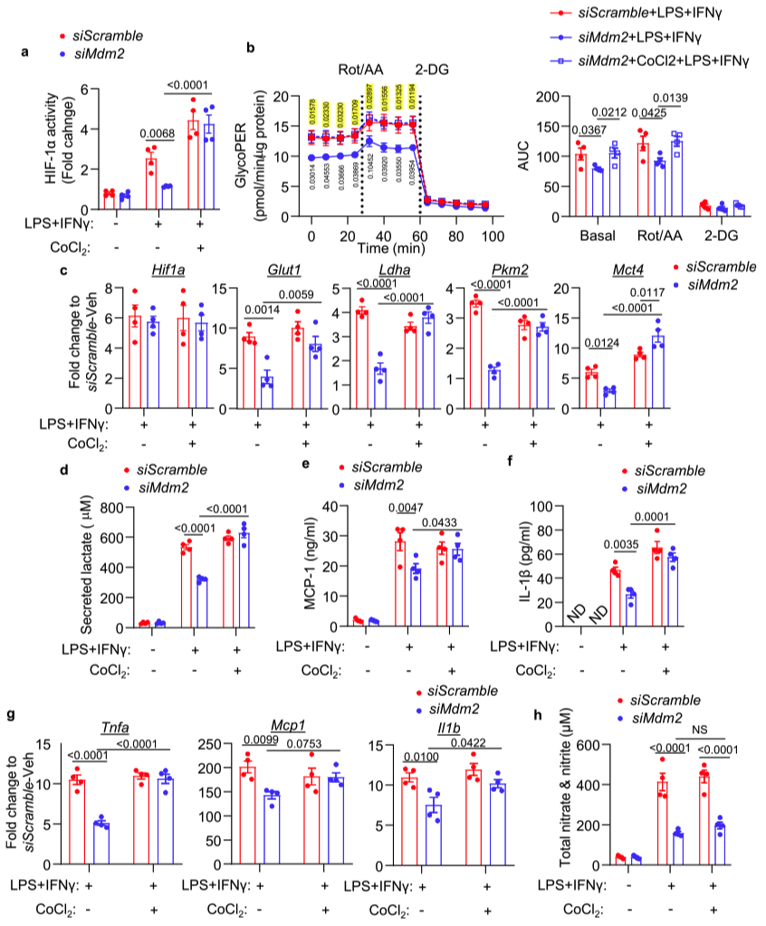 Nature子刊丨MDM2通过整合小鼠体内iNOS-一氧化氮和HIF-1α通路，诱导M1巨噬细胞产生促炎和糖酵解反应 - 知乎