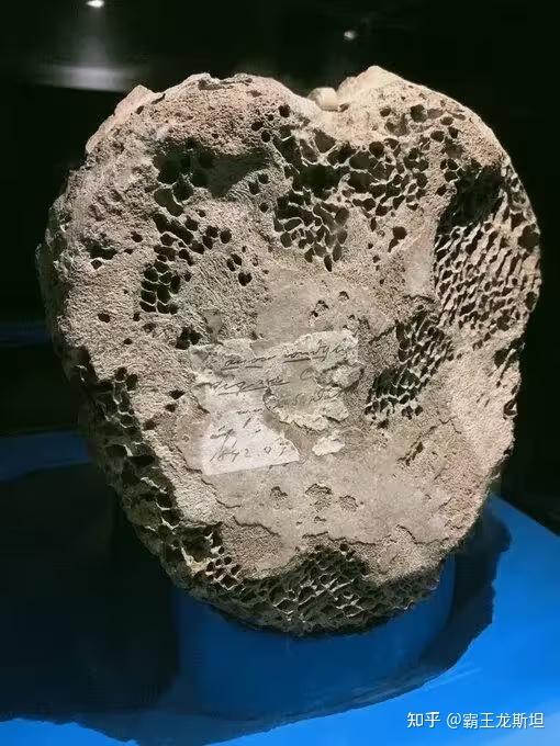 极限生物第二期：最大的肉食恐龙：霸王龙 - 知乎