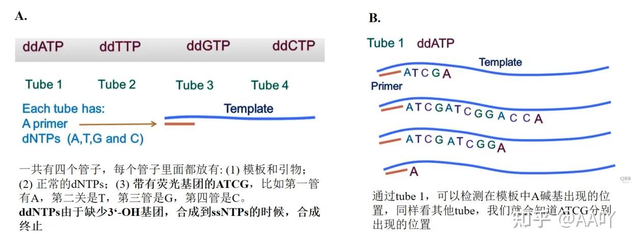 测序峰图如何看（转载） - 知乎