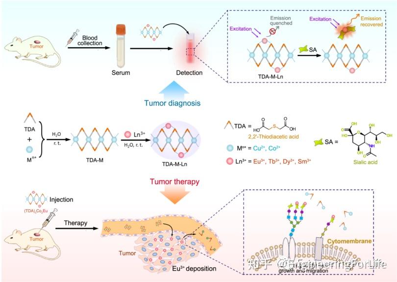 《ACS Nano》：通过靶向唾液酸进行肿瘤诊断和治疗的镧系元素配合物 - 知乎