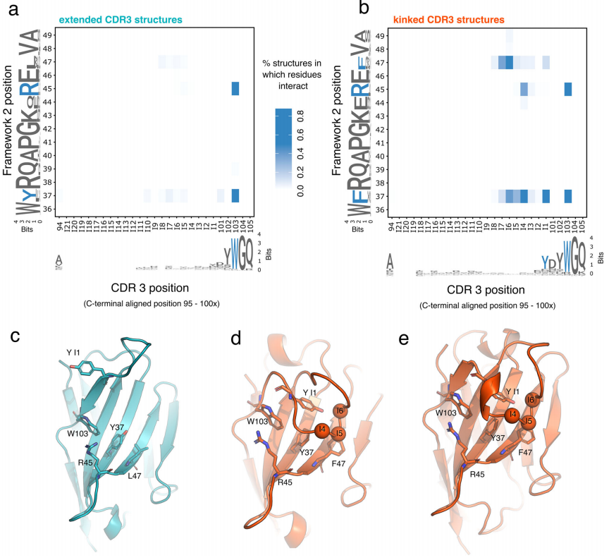 探秘VHH结构域中独特CDR-H3构象的神秘成因 - 知乎