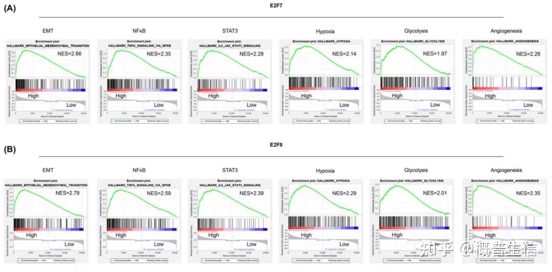 癌症中的E2F转录因子家族 - 知乎