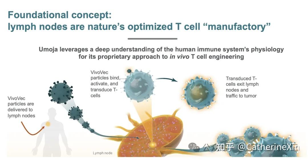 Umoja Biopharma的 VivoVec™ 基因递送平台: 专注于CAR-T 细胞疗法 - 知乎